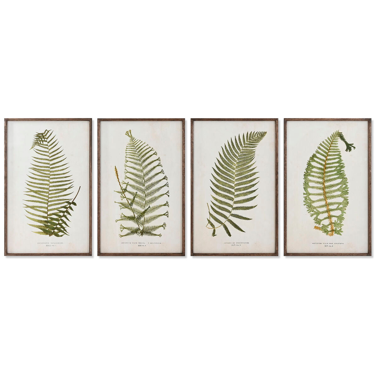 Painting Home ESPRIT Fern Cottage 45 x 2,5 x 70 cm (4 Units) – Cronjager